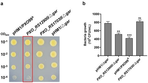 The σ⁵⁴ Factor Rpon2 Encoded By Pxors12900 Is Functionally Associated
