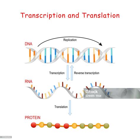 Transcription And Translation For Dummies