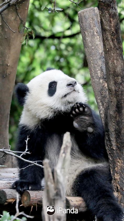 大熊猫 高清图片，堆糖，美图壁纸兴趣社区