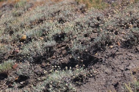 Microhabitat Beyond The Host Plant Defining Butterfly Habitat At Two