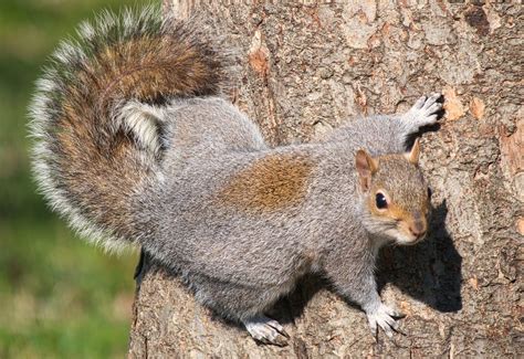 Eastern Grey Squirrel Eastern Gray Squirrel Squirrel Pictures Squirrel