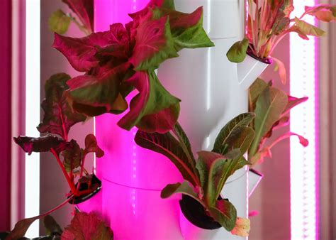 Why Dissolved Oxygen Is Important In Hydroponic Systems Sensorex
