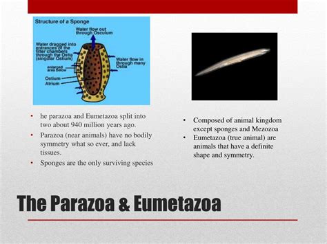 Ppt A Presentation Of Invertebrates Ch 32 35 Powerpoint Presentation