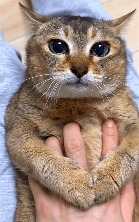 Ado Tickets For Korea R Ado