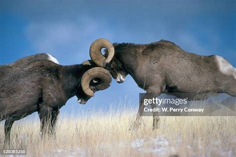 Big Horn Sheep Fighting