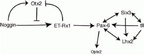 Periocular Mesenchyme Neural Crest And Mesodermal Interactions Ento Key Periocular Mesenchyme Neural Crest And Mesodermal Interactions Ento Key
