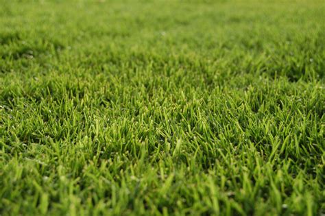 Most Common Diseases In St Augustine Grass Prevent And Identify