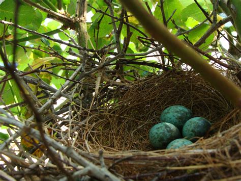 Dreaming Of Blue Jay Eggs In February Tough Cookies