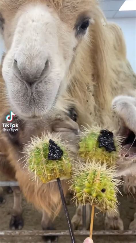 The Way That Camels Eat Cactus R Interestingasfuck