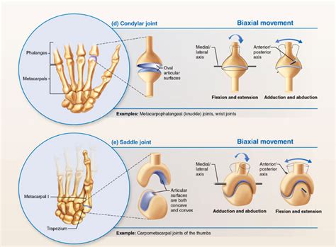 Types Of Synovial Joints 59 Off Gt