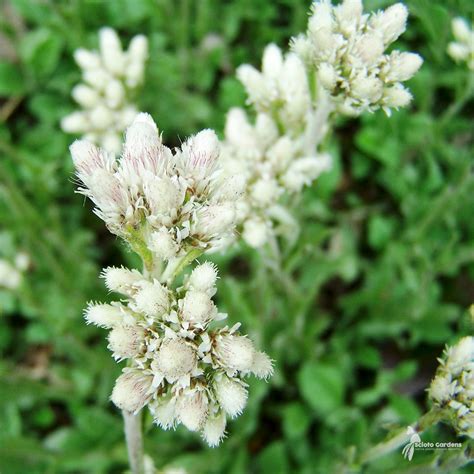 Small Leaf Pussytoes 7 Cubic Inch — Montana Freshwater Partners