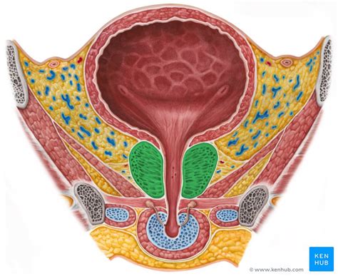 Próstata Anatomia E Histologia Kenhub
