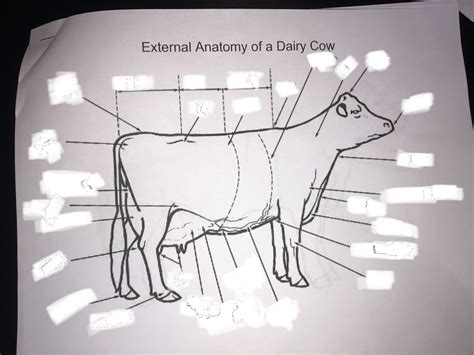 External Anatomy Of A Dairy Cow Diagram Quizlet