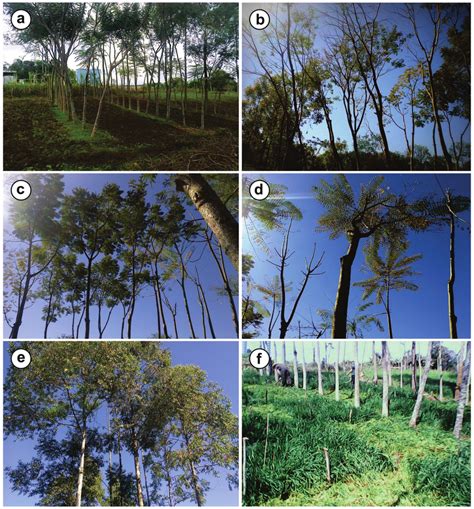 Agroforestry System Among Seven Years Old Tree Species With A Spacing Download Scientific