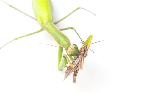 Premium Photo Praying Mantis Eats A Grasshopper Closeup On A White