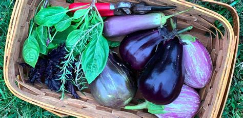 11 Worst Gardening Mistakes Beginners Make Growjourney