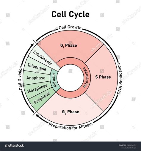 Cell Cycle Cell Division Scientific Design Stock Vector Royalty Free 2389038979 Shutterstock