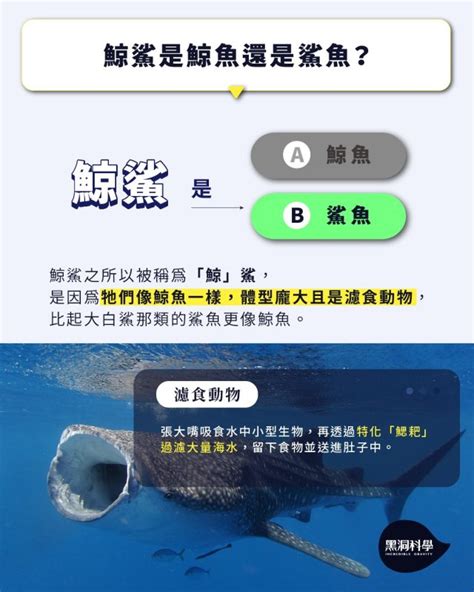 自然課本裡的冷知識ep08 【鯨鯊是鯨魚還是鯊魚？】 黑洞科學教育