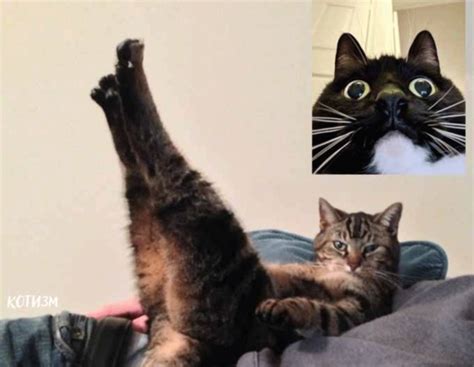 もしも猫がビデオチャットをしていたらセクシーな猫に魅了される猫たち 2020年5月3日 エキサイトニュース