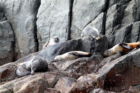 Bruny Island Tasmania Wildlife