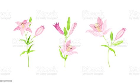 핑크 백합 꽃 세트 인사말 카드 결혼 초대 벡터 일러스트레이션을 위한 플로럴 디자인 요소 0명에 대한 스톡 벡터 아트 및 기타 이미지 Istock