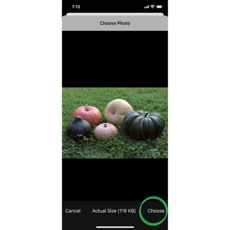 How To Do A Reverse Image Search On Your IPhone Parade