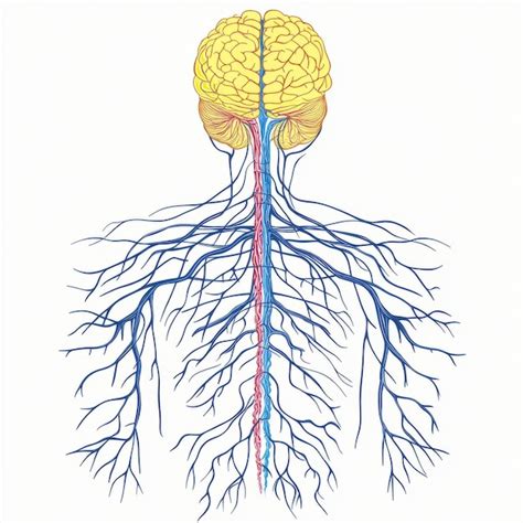 Diagram Of The Human Nervous System Highlighting The Brain And Spinal Cord Premium AI