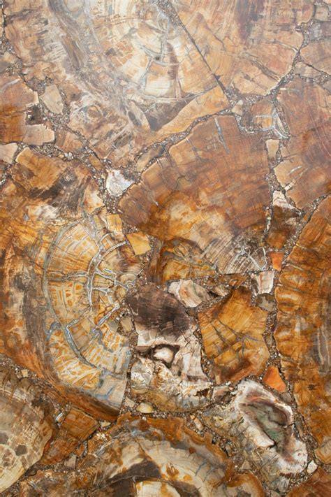 Fossilized Tree Trunk Mosaic Table Top For Sale At 1stdibs Tree Trunk Table Top Tree Ring