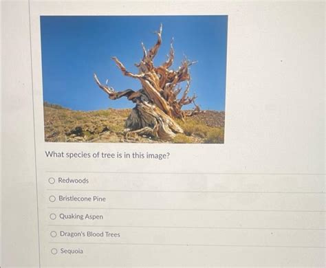 Solved What Is Dendrochronology The Dating Of Trees Based Chegg Com