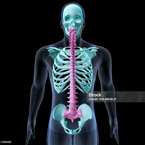 남성 인간의 골격 갈비뼈 흉골 부식질 및 요추 진정한 해부학 시스템 3d 일러스트레이션 0명에 대한 스톡 사진 및 기타 이미지 Istock