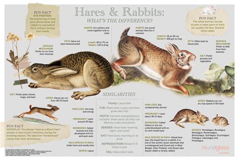 Hares And Rabbits Whats The Difference