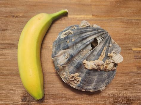 This Was Sold As A Clam Fossil At A Farm Auction Or Is It Just An