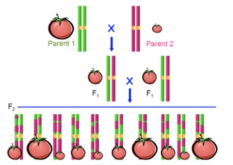 Lecture 13 Genetic Mapping And Complex Traits Flashcards Quizlet