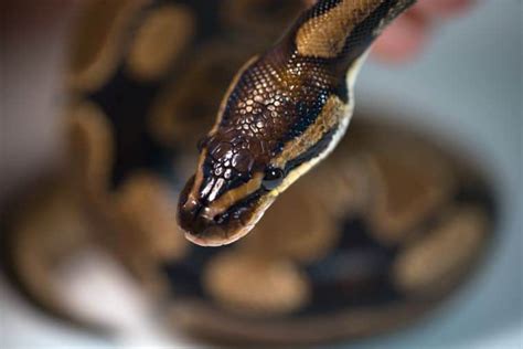 Can A Ball Python Eat A Person At Conrad Williams Blog