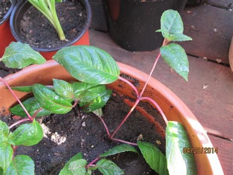 Fuchsia Propagation In The Fuchsias Forum