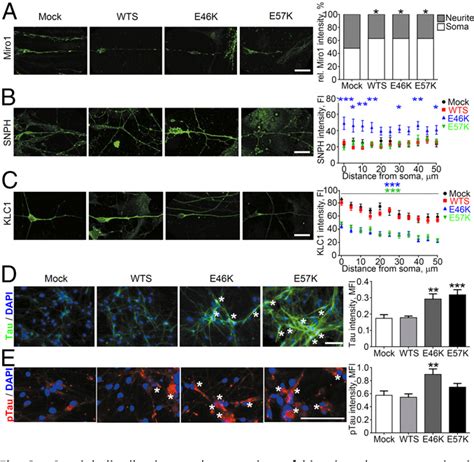 Figure 3 From α Synuclein Oligomers Induce Early Axonal Dysfunction In