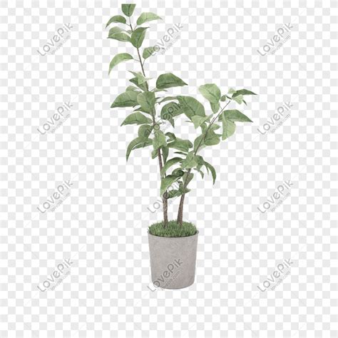 녹색 식물 이미지 사진 401054808 무료 다운로드