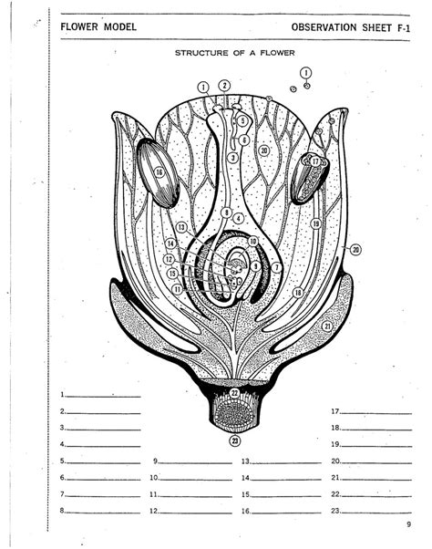 Flower Diagram Part 2 Diagram Quizlet