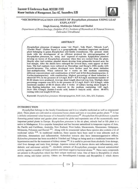 Micropropagation Studies On Bryophyllum Pinnatum Using Leaf Explant Pdf