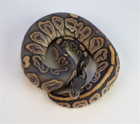 Python Tank Setup MyPetCareJoy