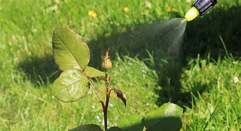 Тля на розах методы борьбы Аgro Мarket24 помощник садовода Дзен