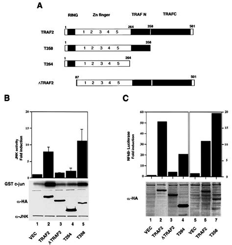 traf c and traf n modulate traf2 signaling a schematic