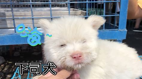 下司犬该怎么选择 本土有名的猎犬你了解多少 Youtube