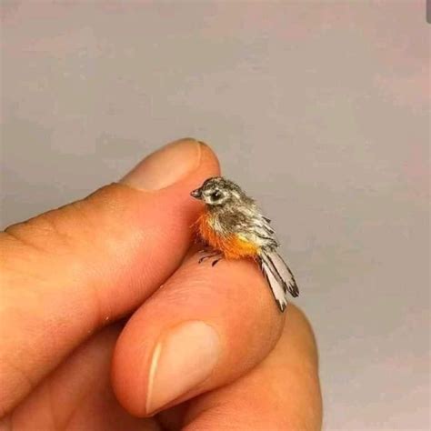 The Bee Hummingbird Is The Smallest Bird In The World Found In The
