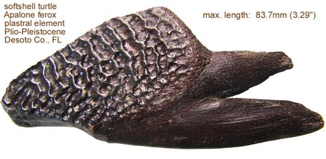 Turtle Shell Fragment With Spike Peace River Formation Fossil ID The Fossil Forum