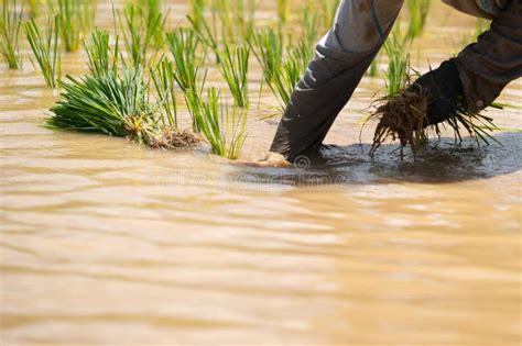 Rice Seedlings Ready For Planting Method Of Planting Rice By Pulling Out Seedlings Using Human