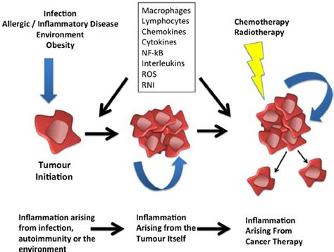 Cancer Related Inflammation Can Arise 1 Extrinsically From An