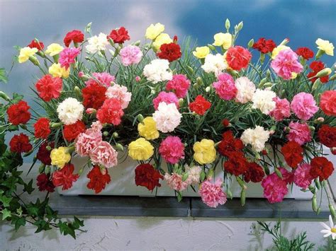 Квіти насіння яких дачники можуть посіяти на розсаду вже в січні