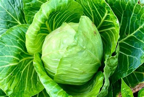 Diferencias Entre Col Y Repollo Sabor Textura Y Usos