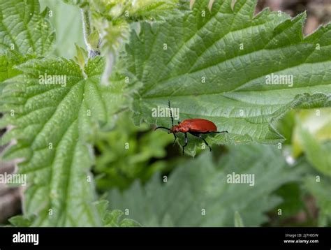 Red Headed Cardinal Beetle Pyrochroa Serraticornis On A Nettle Stock